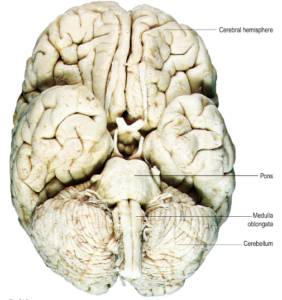 Cerebellum – Medicin.wiki