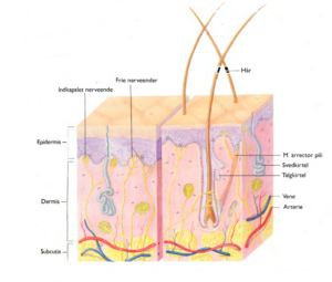 Huden – Medicin.wiki